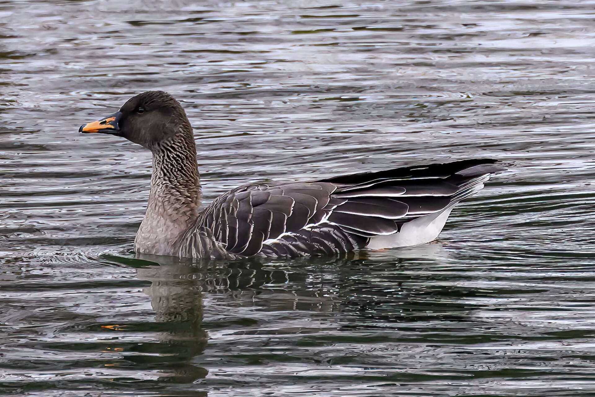 Taiga bean goose indigenous to Europe, Asia seen in Greenwich