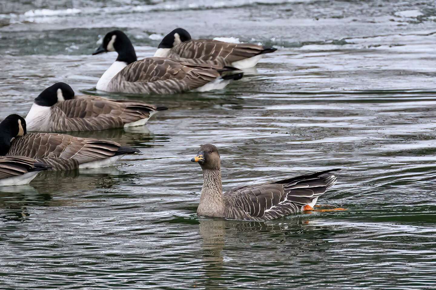 Taiga bean goose indigenous to Europe, Asia seen in Greenwich