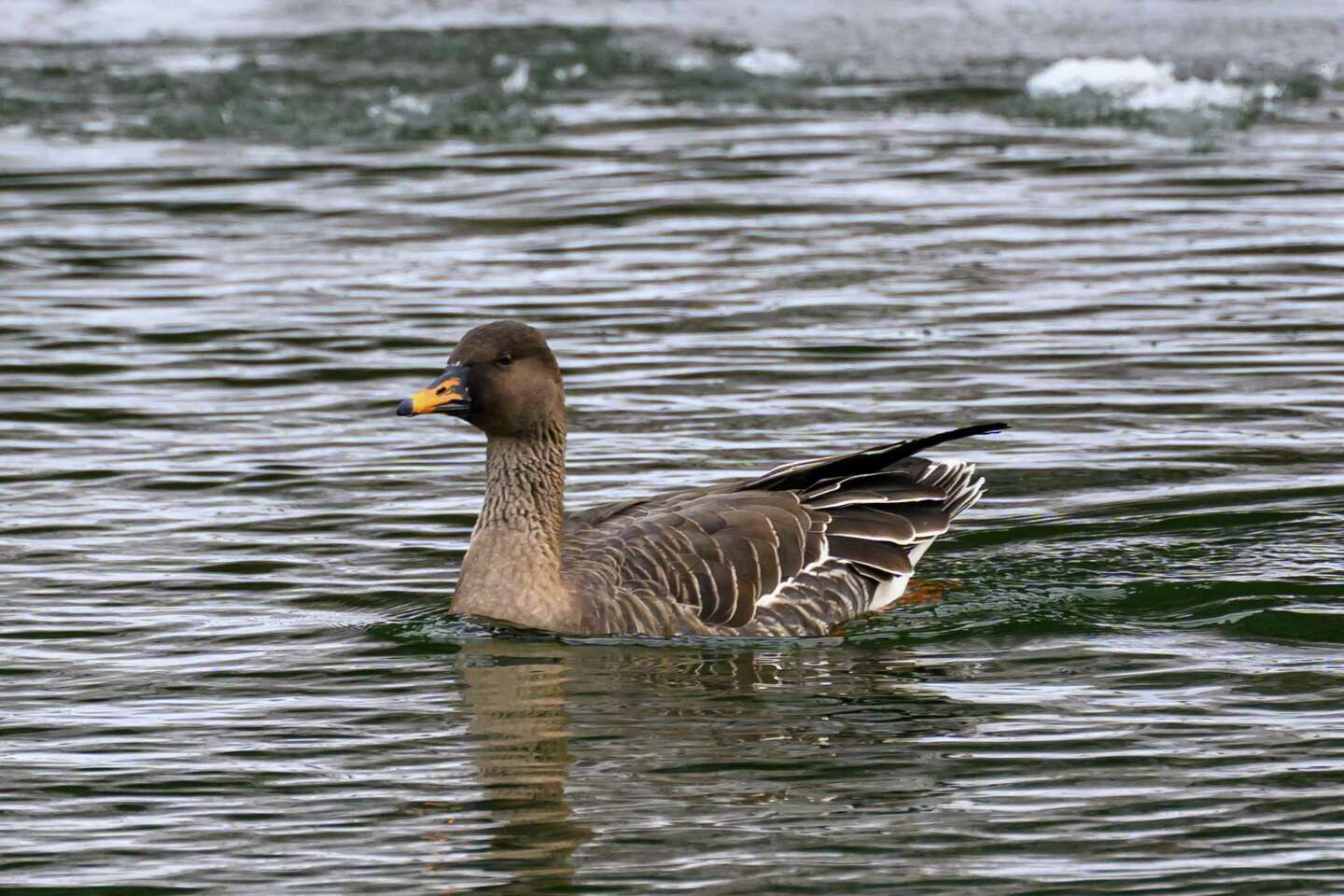 Taiga bean goose indigenous to Europe, Asia seen in Greenwich