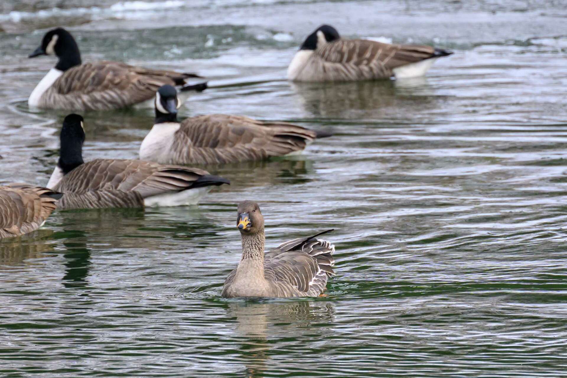 Taiga bean goose indigenous to Europe, Asia seen in Greenwich