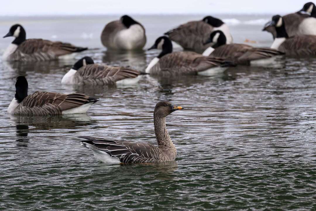Taiga bean goose indigenous to Europe, Asia seen in Greenwich