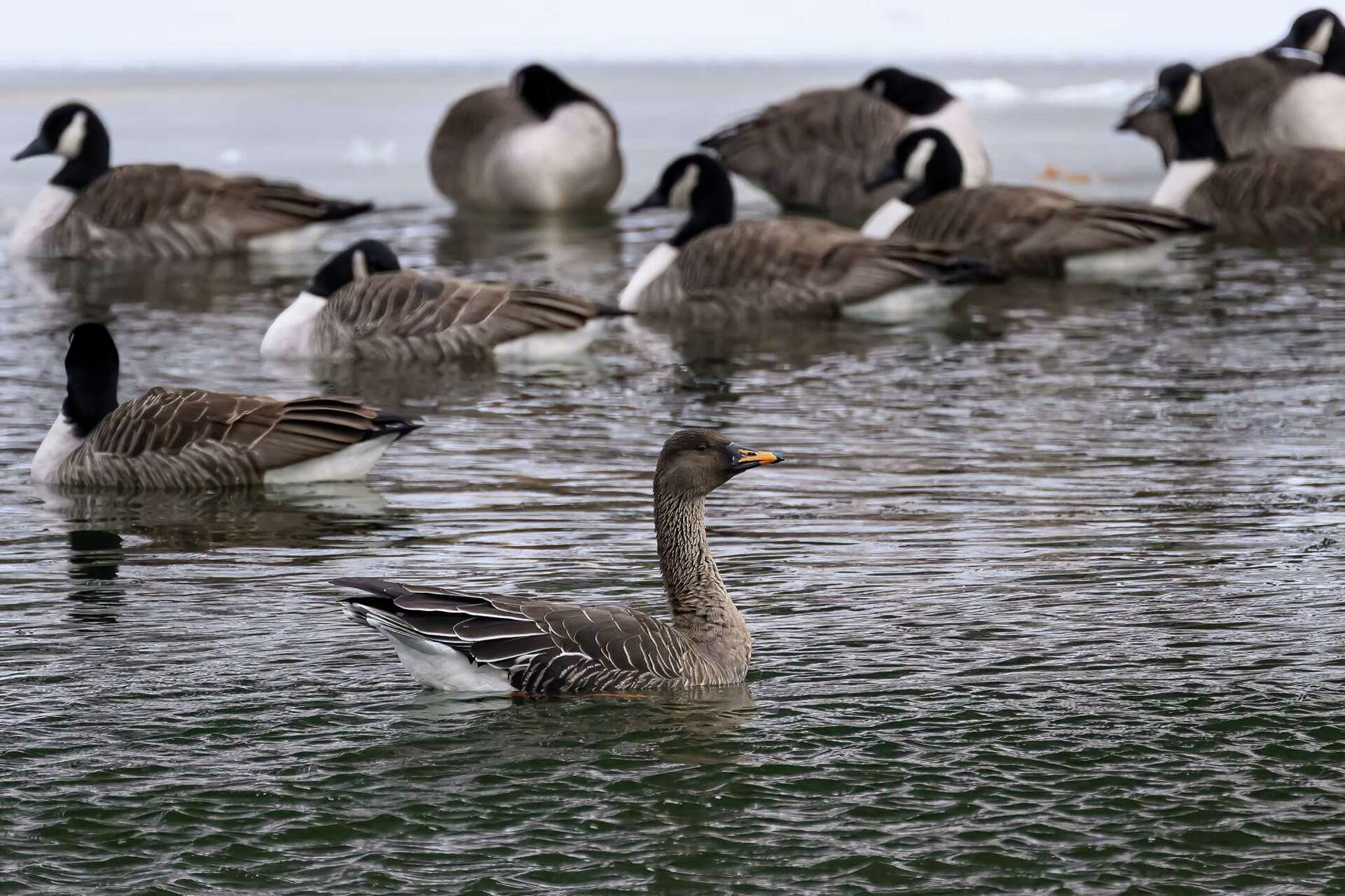 Taiga bean goose indigenous to Europe, Asia seen in Greenwich