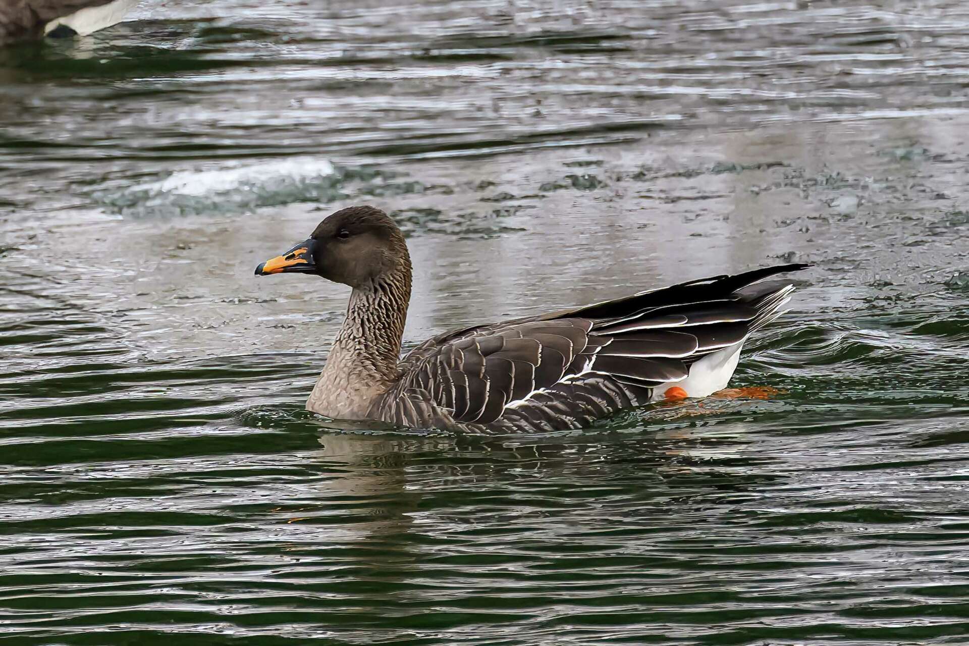 Taiga bean goose indigenous to Europe, Asia seen in Greenwich