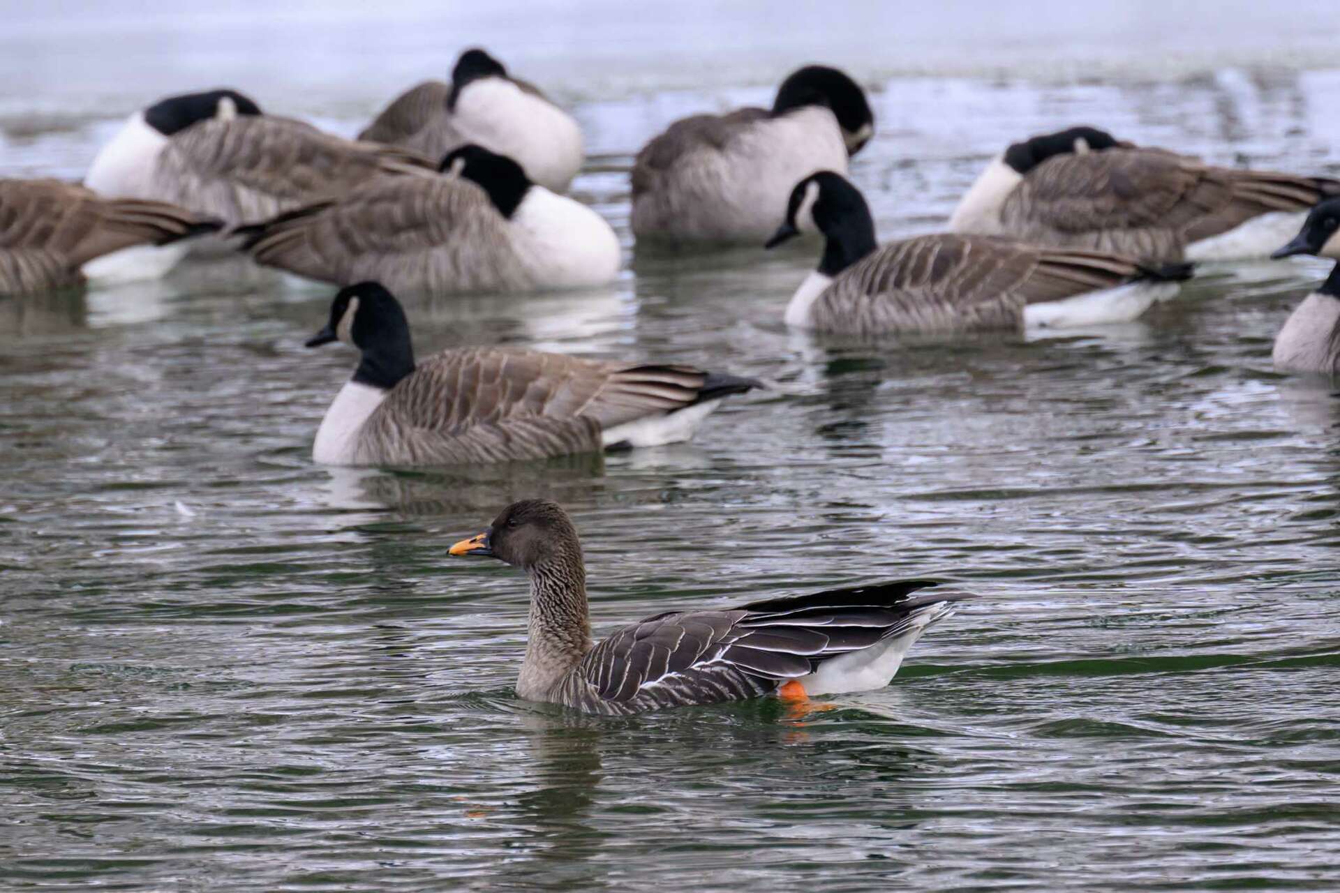 Taiga bean goose indigenous to Europe, Asia seen in Greenwich