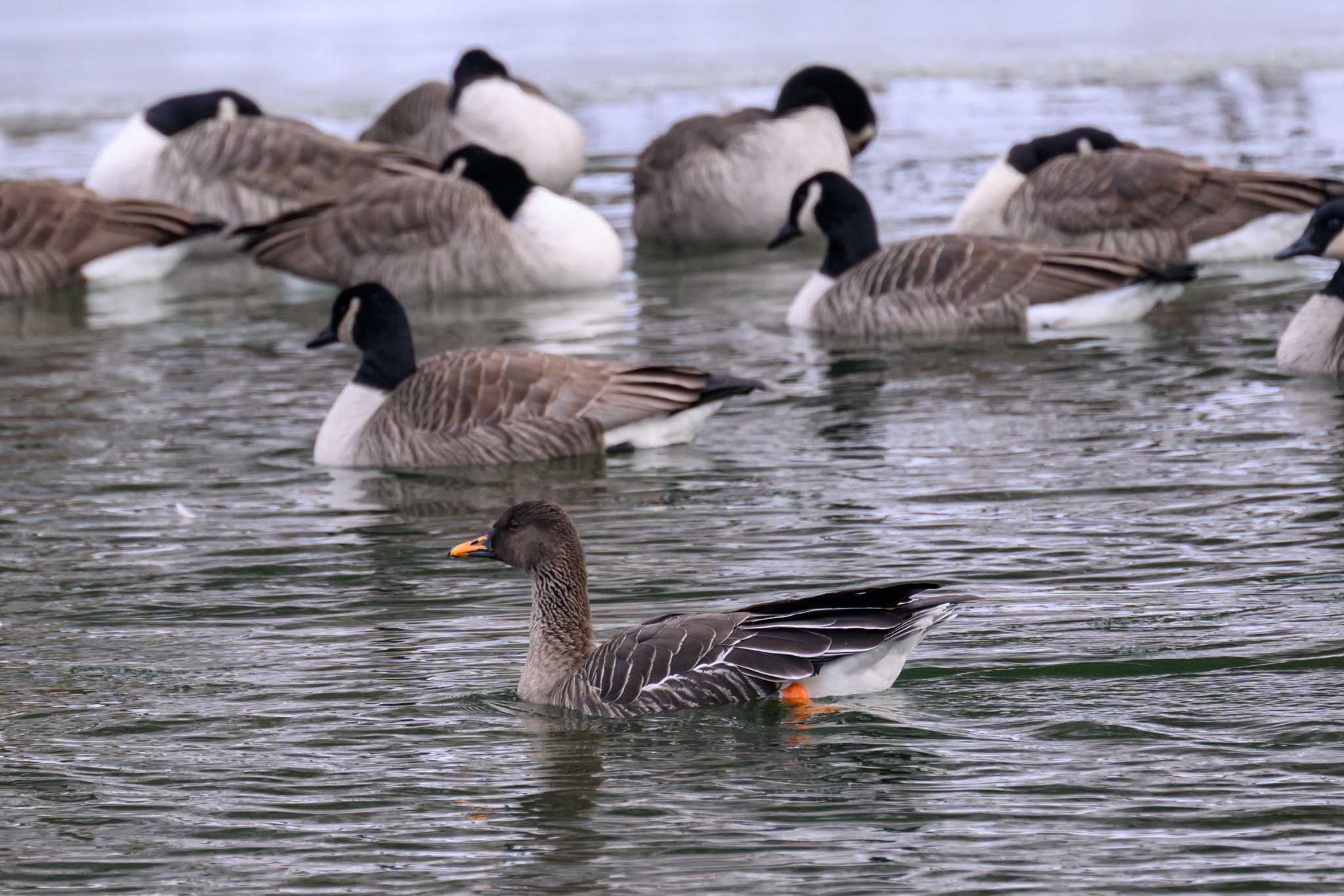 Taiga bean goose indigenous to Europe, Asia seen in Greenwich