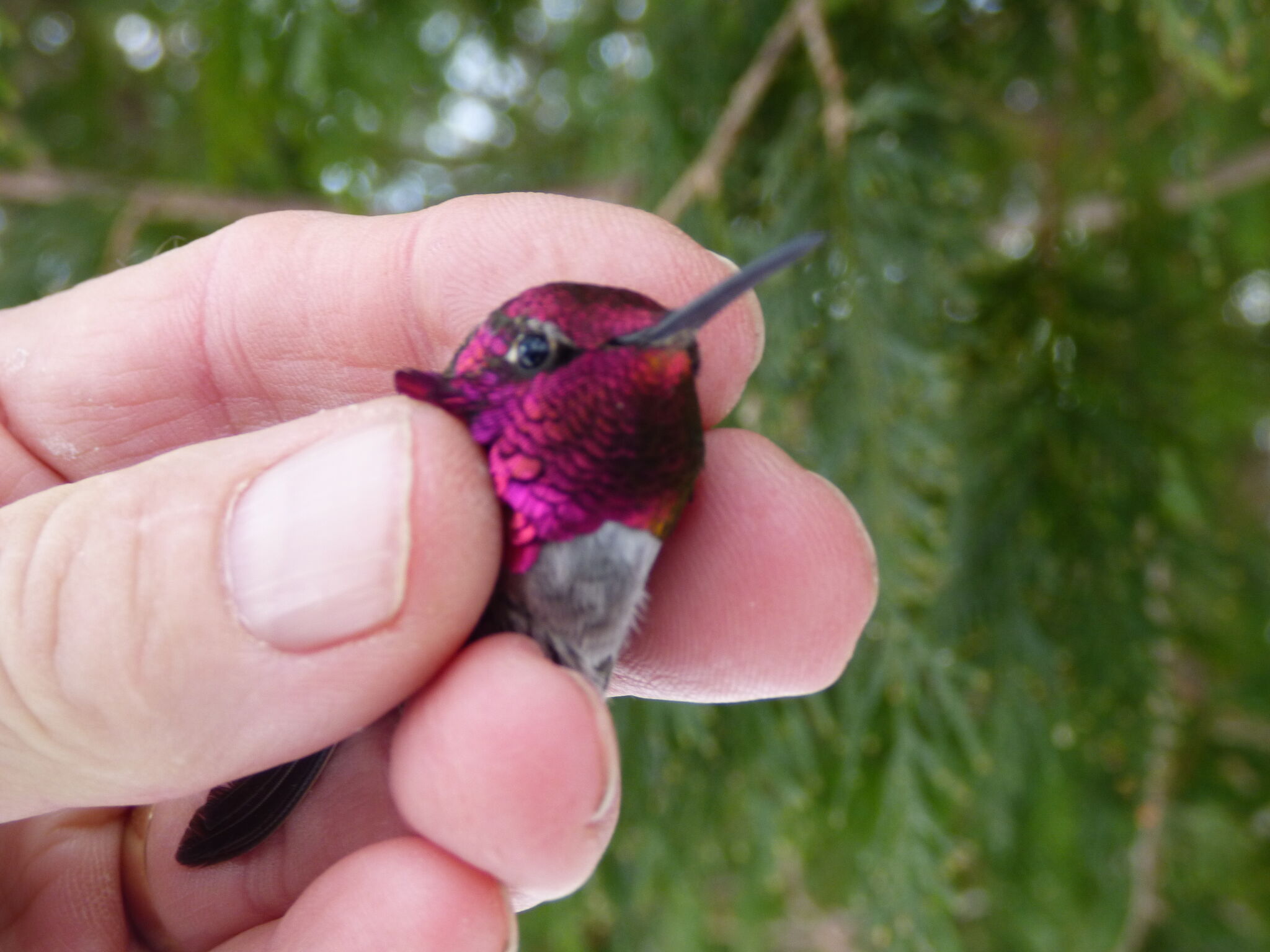 West Coast Anna’s hummingbird spotted in Michigan