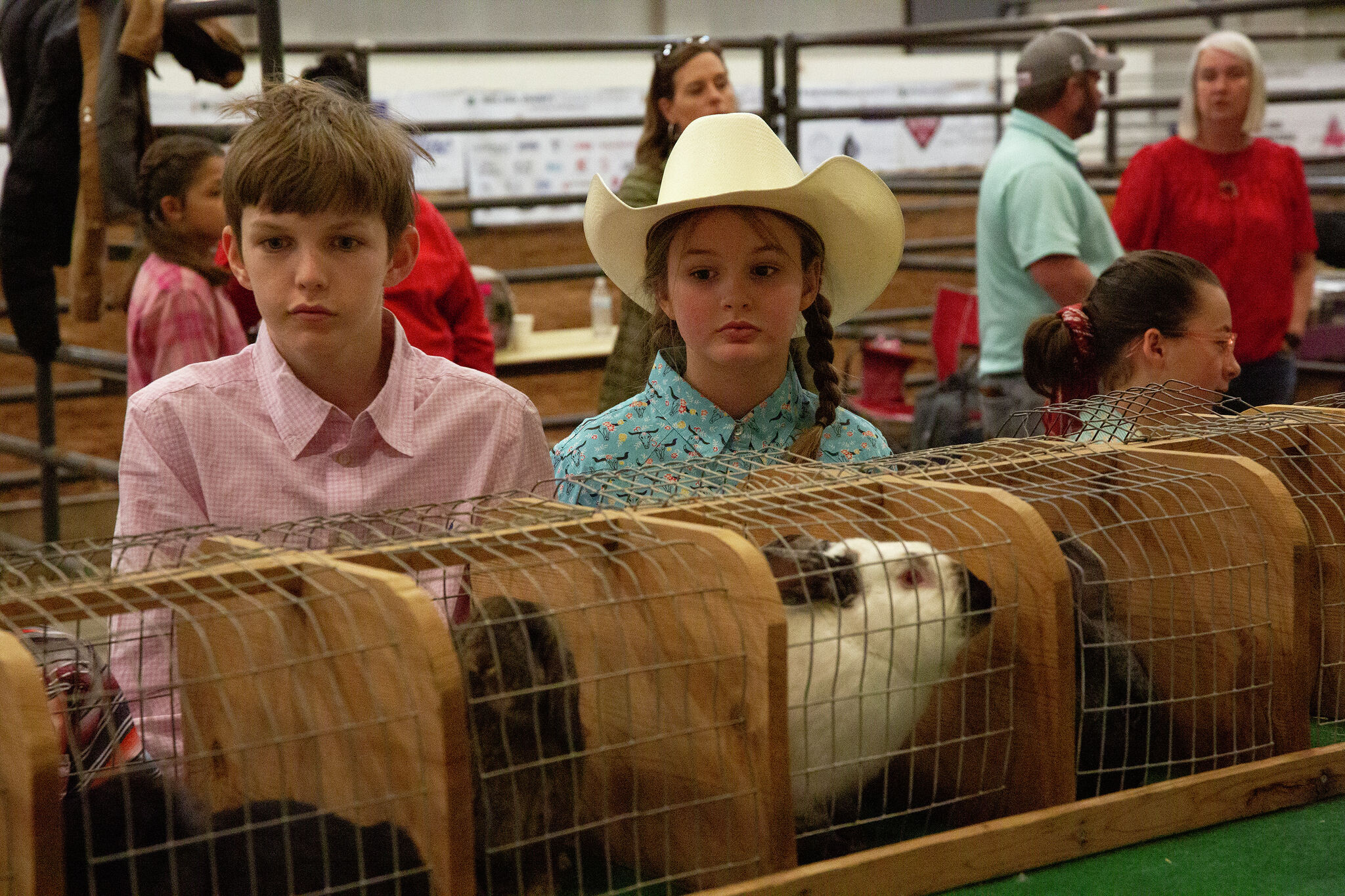 Midland County Livestock Show marks 73 years with 500+ entries