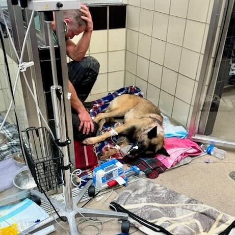 What we know about Rocky, the U.S. marshals K-9 injured in manhunt