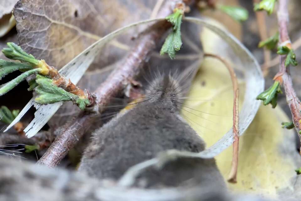 Elusive Calif. mammal has been photographed alive for the first time