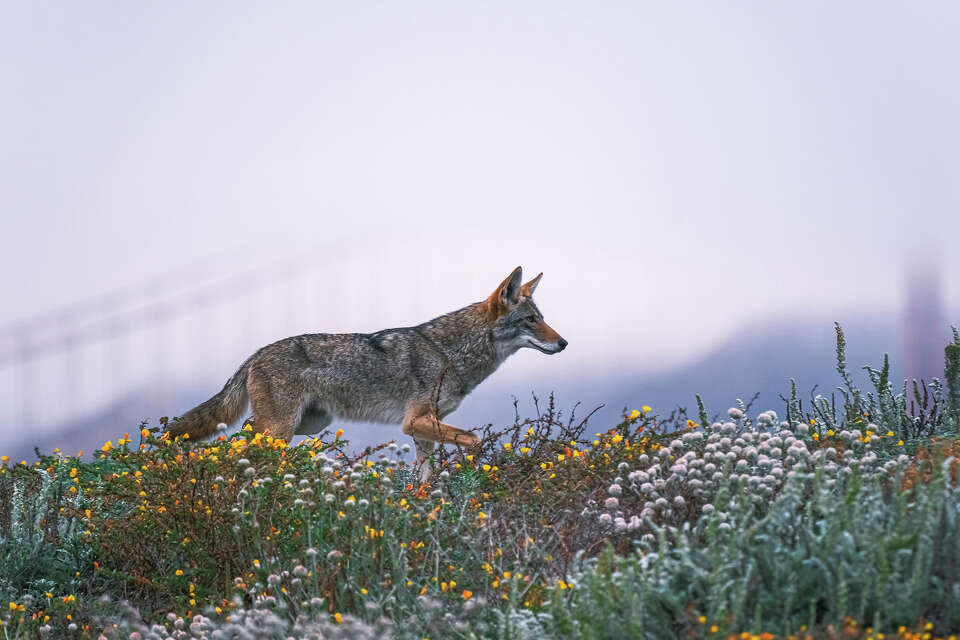 SF's coyotes are going after an unexpected source of prey, study shows