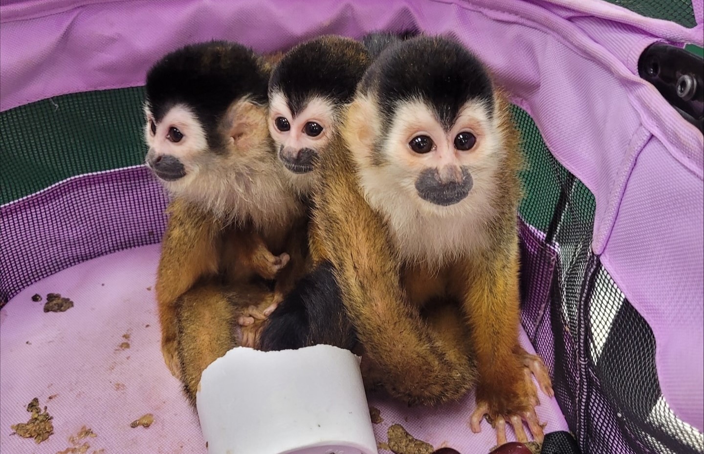 South Texas border agents find live monkeys hidden in vehicle