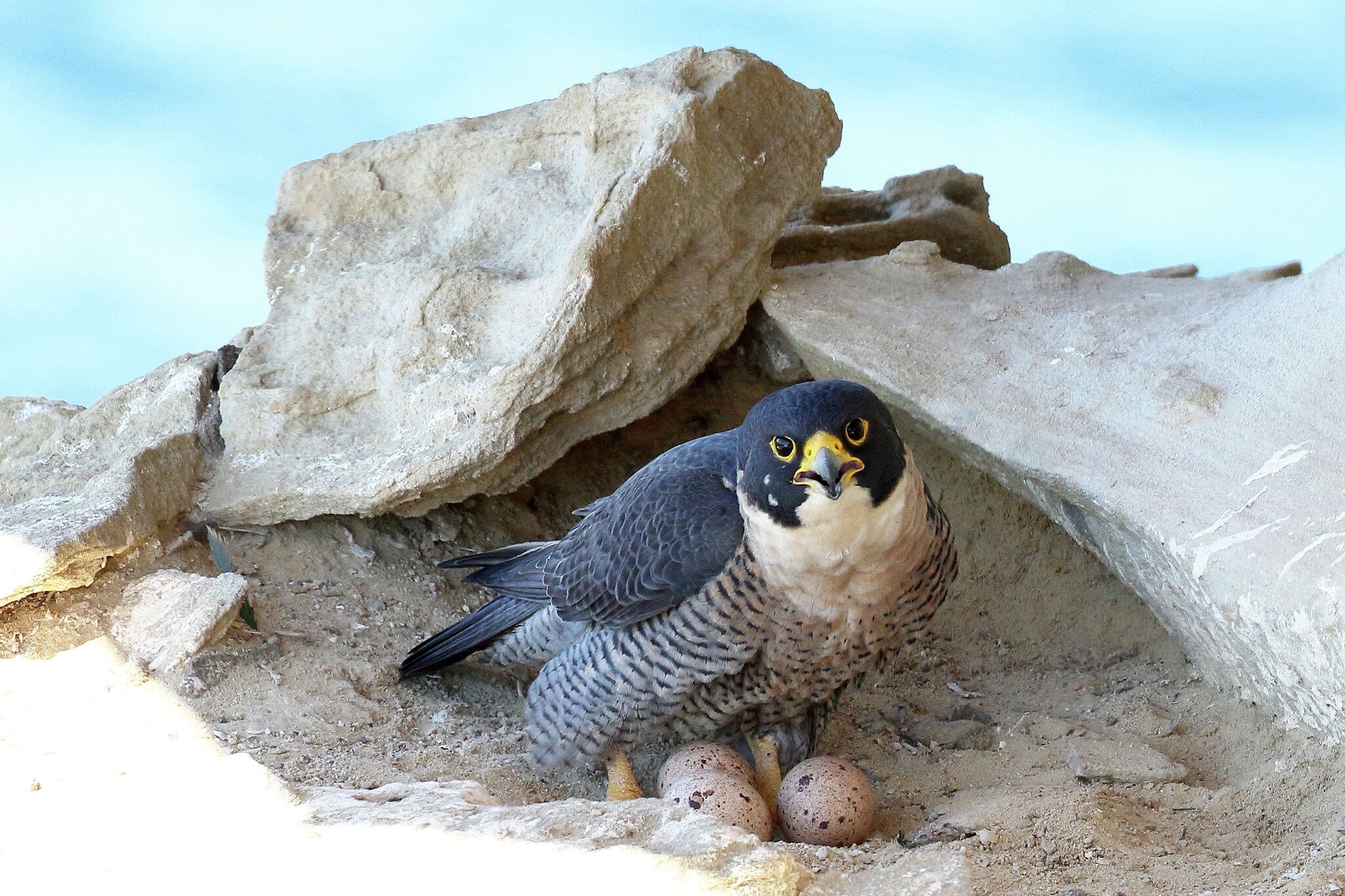 Big Bend closes trails to protect nesting peregrine falcons