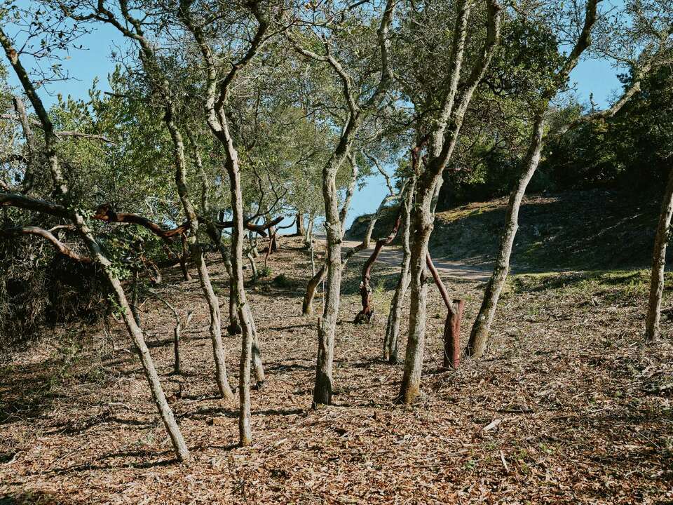 This Bay Area city is one of the most at risk of an urban firestorm