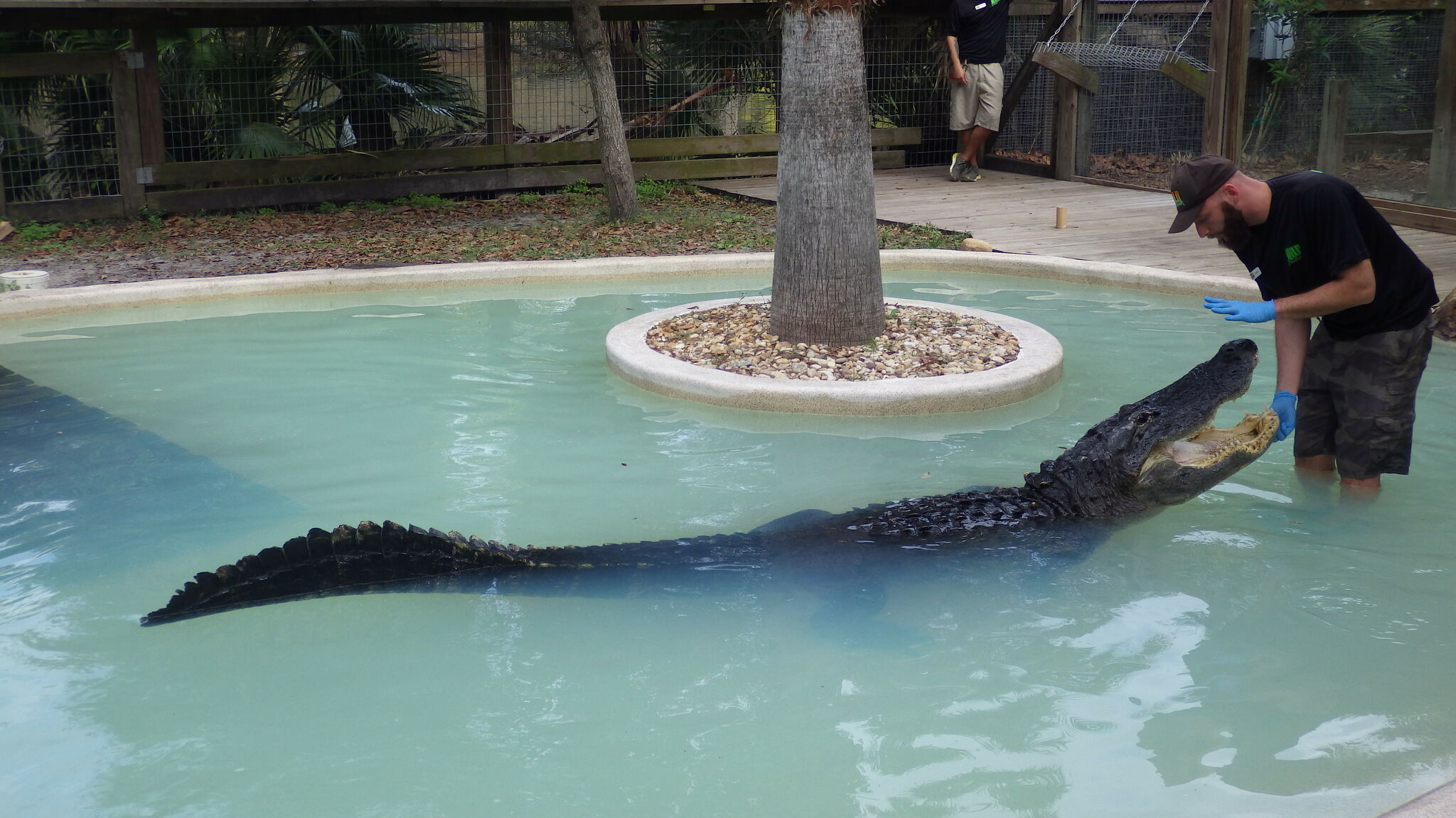 Tom Lounsbury: Airboats and alligators with view of Florida's wild sid