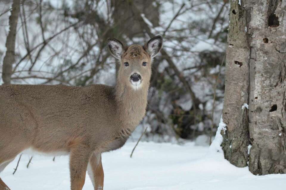 Winter survival strategies of Michigan's white-tailed deer