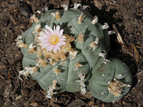 Texas Native American Church seeks to save sacred peyote plant