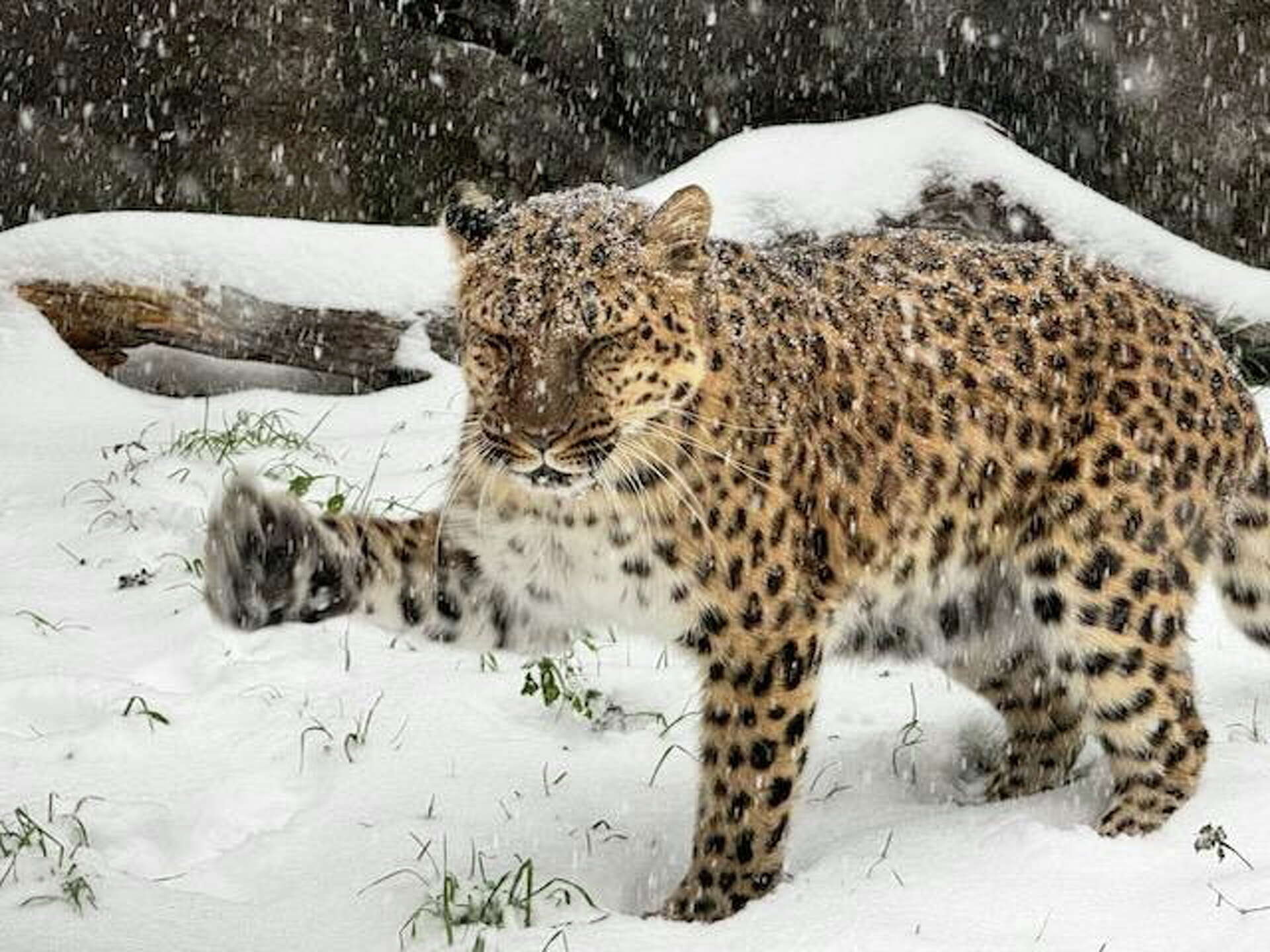 Houston Zoo animals seen playing in snow after winter storm