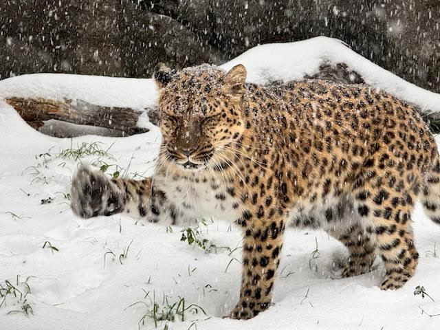Houston Zoo animals seen playing in snow after winter storm
