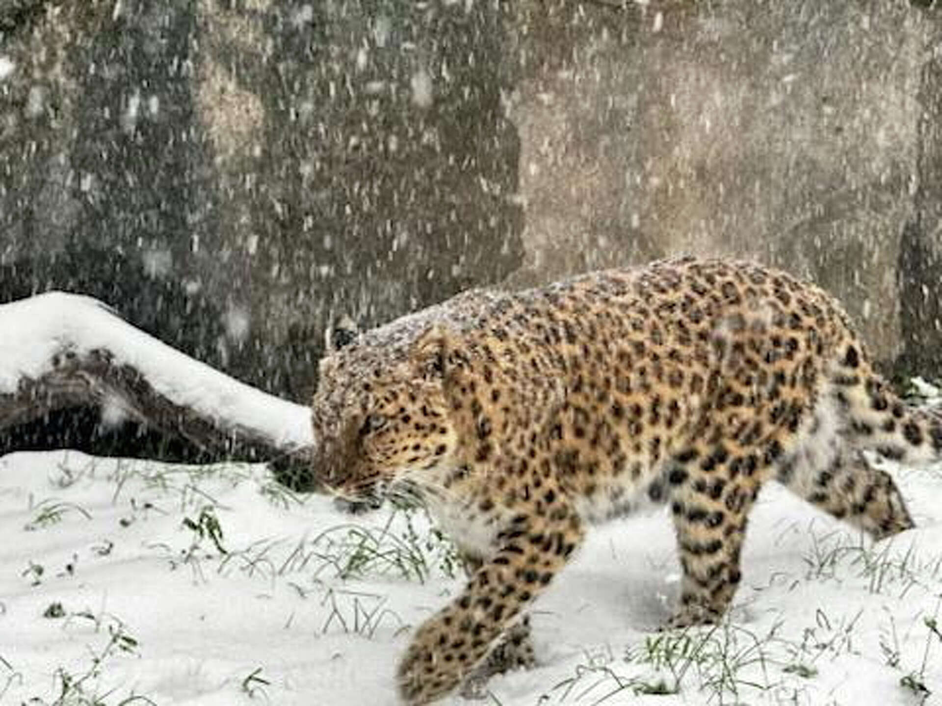 How Houston Zoo animals explored their snowy habitats