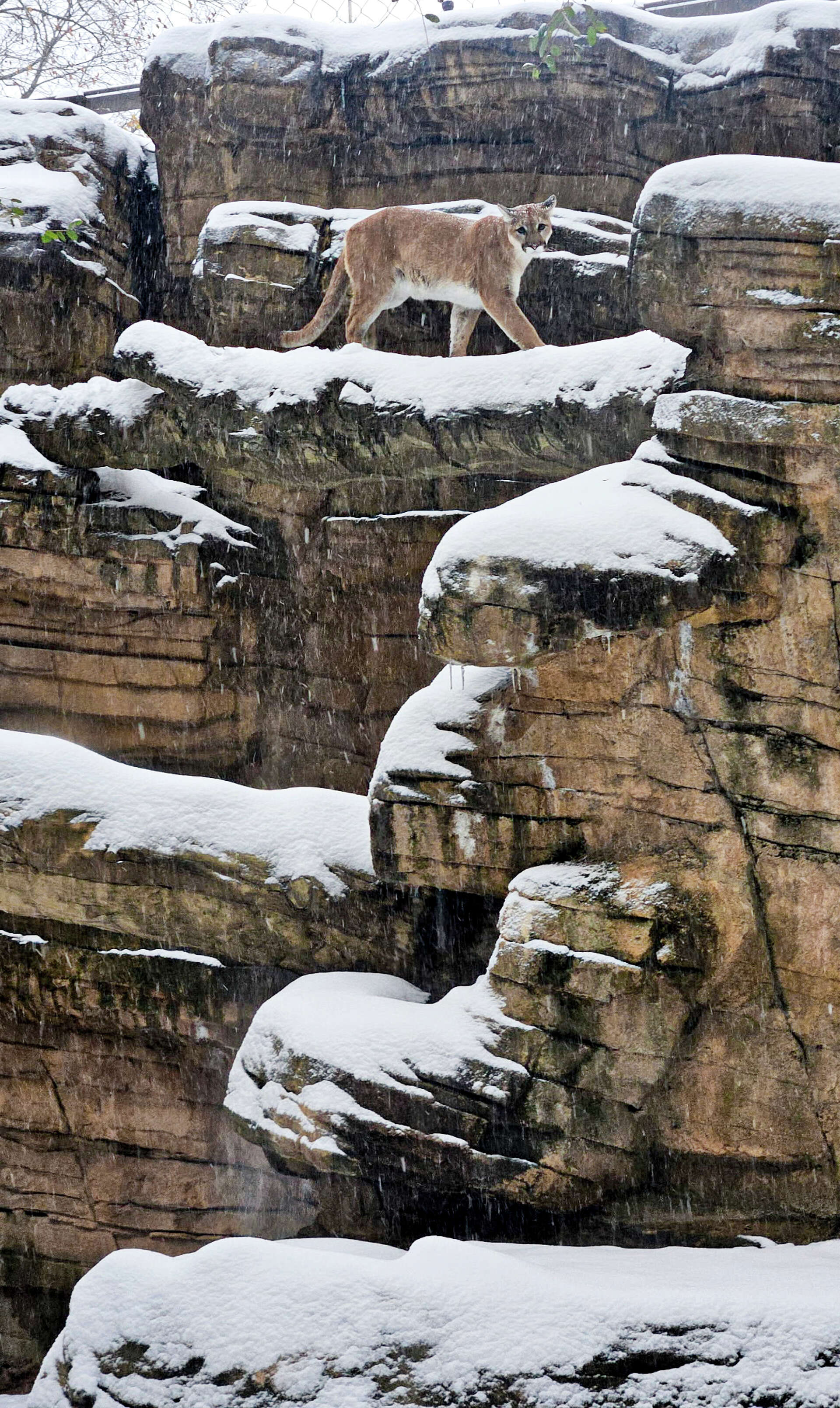 How Houston Zoo animals explored their snowy habitats