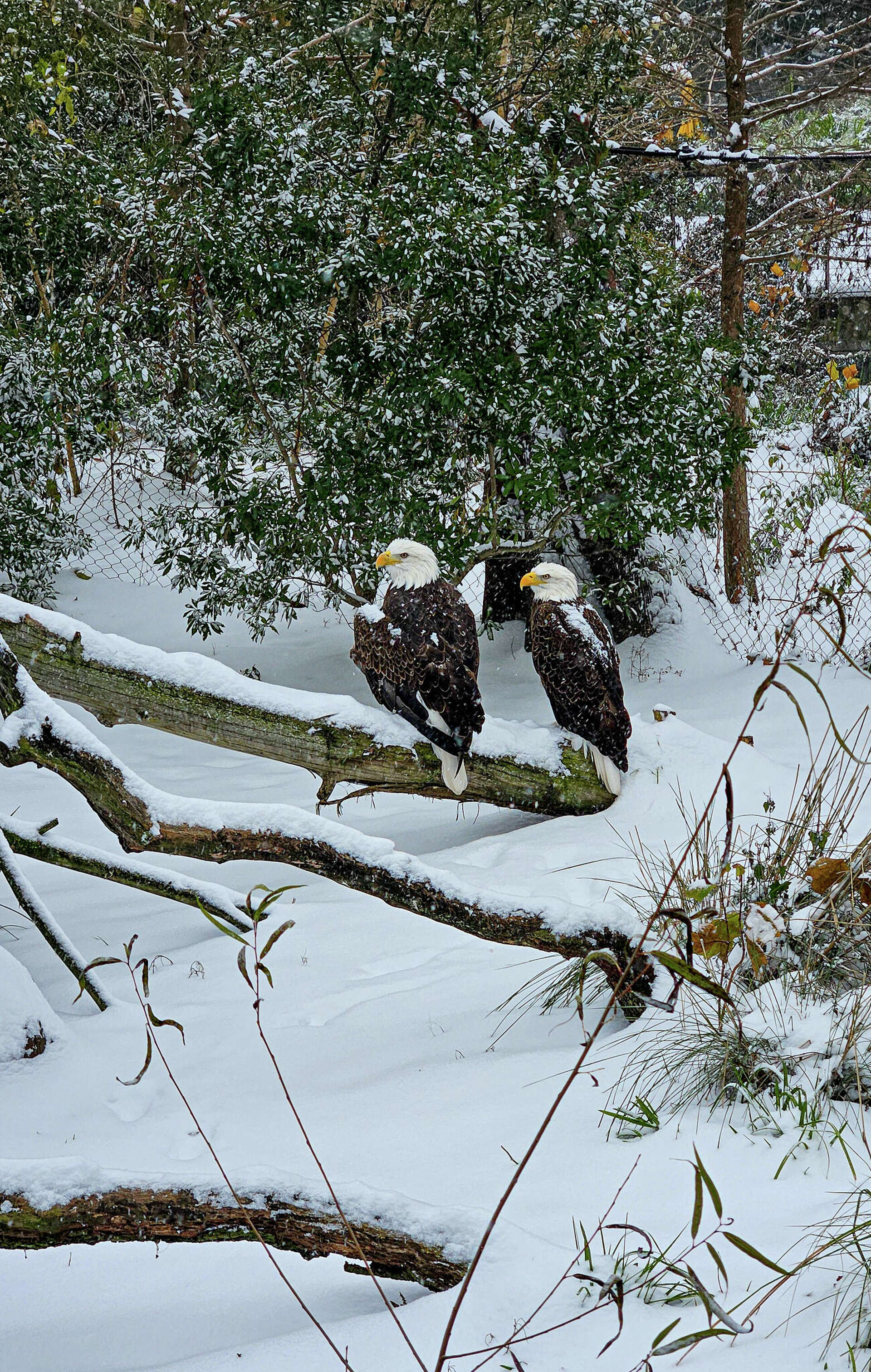 How Houston Zoo animals explored their snowy habitats