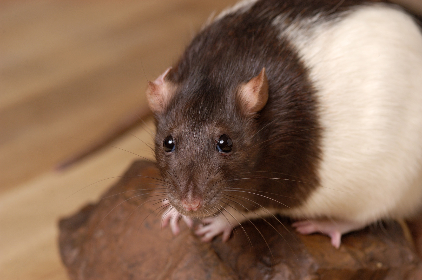 Party's over for drug-addicted rats in Texas police evidence room