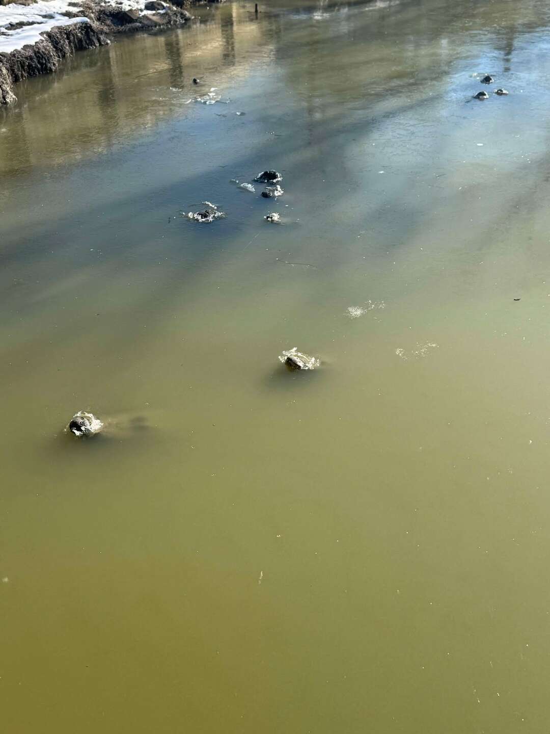 Alligators found frozen Texas are still alive. This is how.