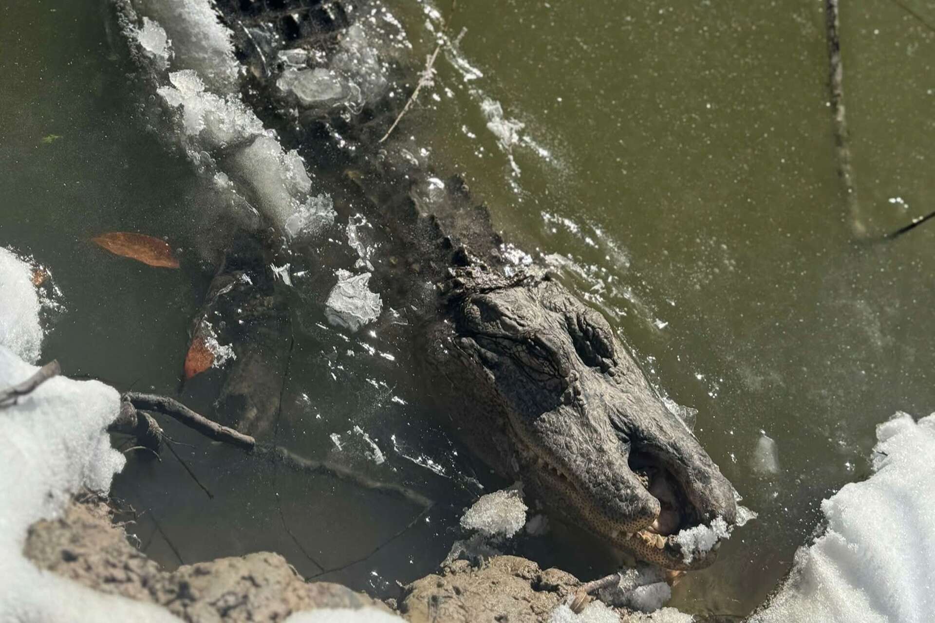 Alligators found frozen Texas are still alive. This is how.