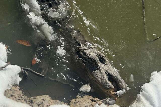 Alligators found frozen Texas are still alive. This is how.
