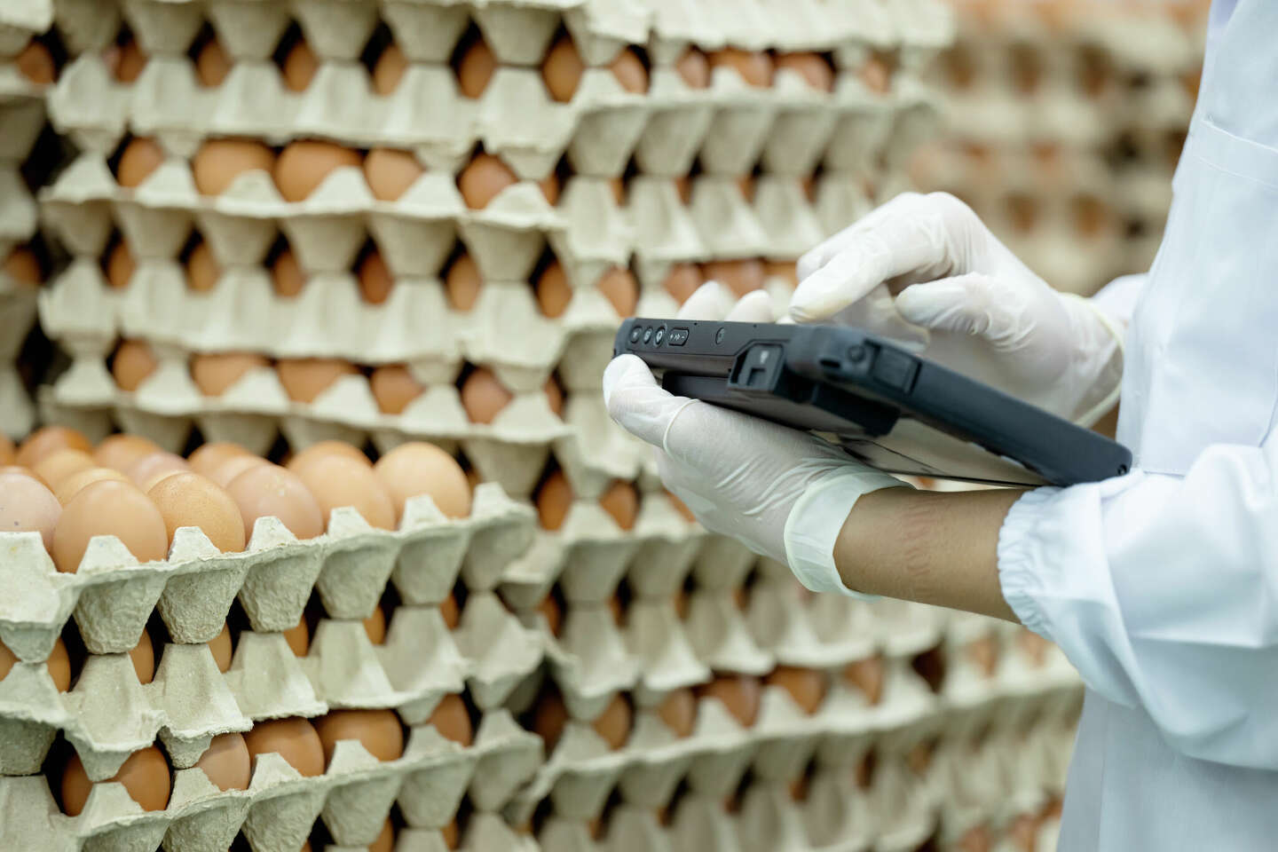 Egg prices expected to climb 20% in 2025 amid bird flu