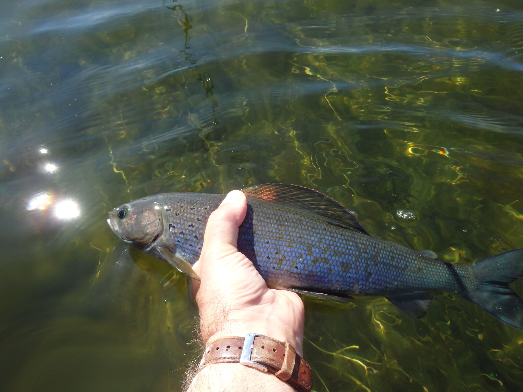Michigan's May 12 Arctic grayling ceremony gives tribes 400,000 eggs