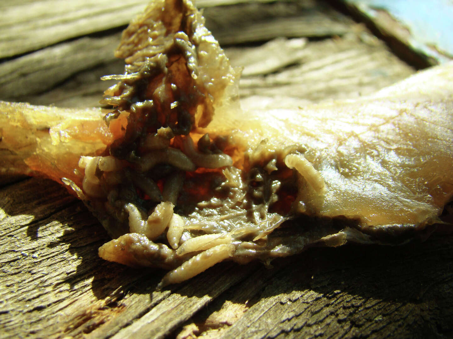 Texas A&M insects expert weighs in on screwworm warning