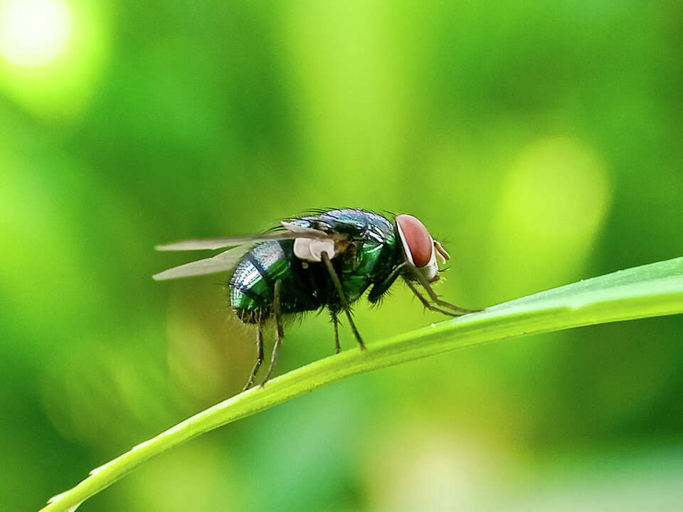 Texas A&M insects expert weighs in on screwworm warning