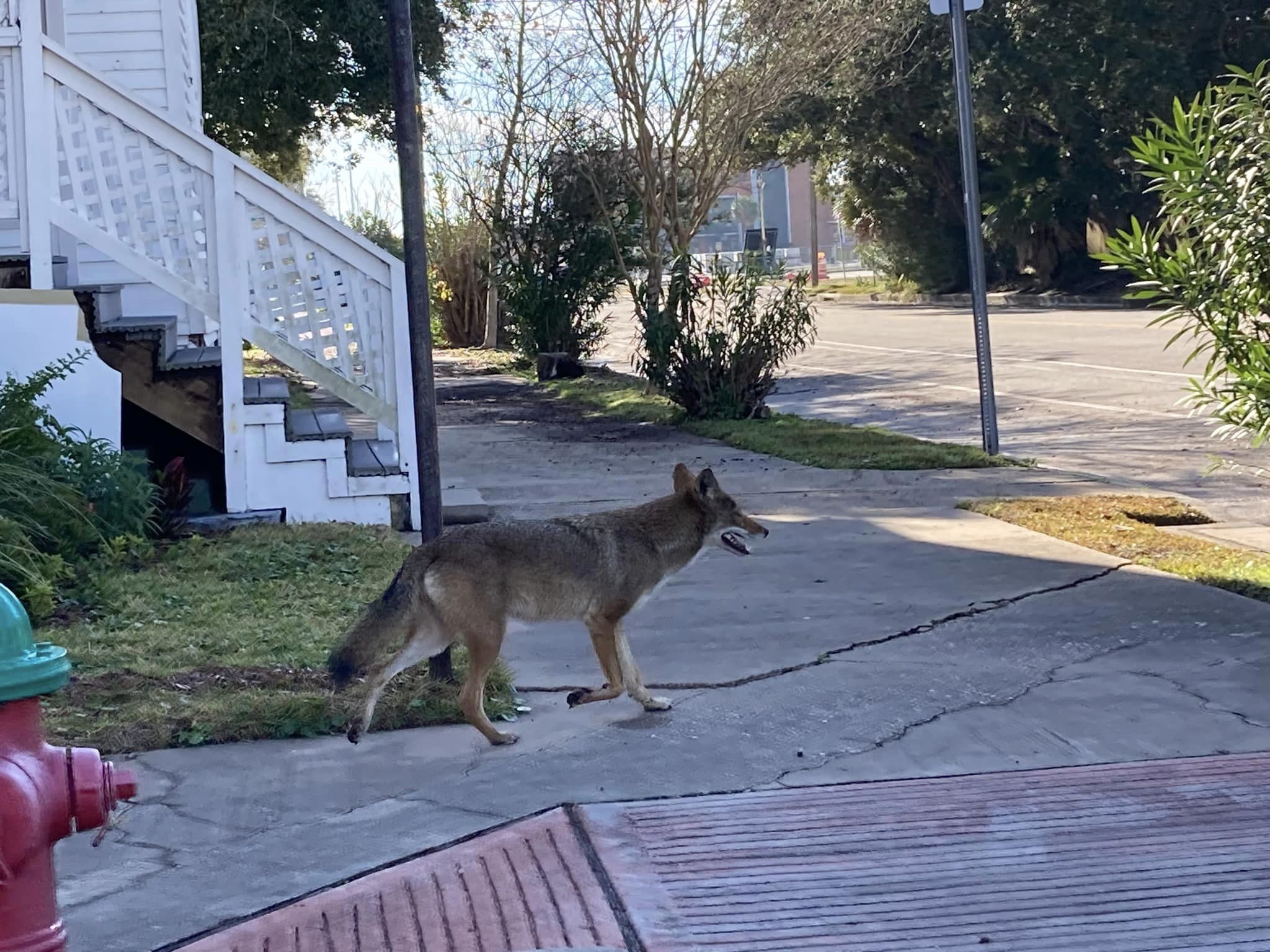 Texas beach town picks 'ghost wolves' over developers' interests