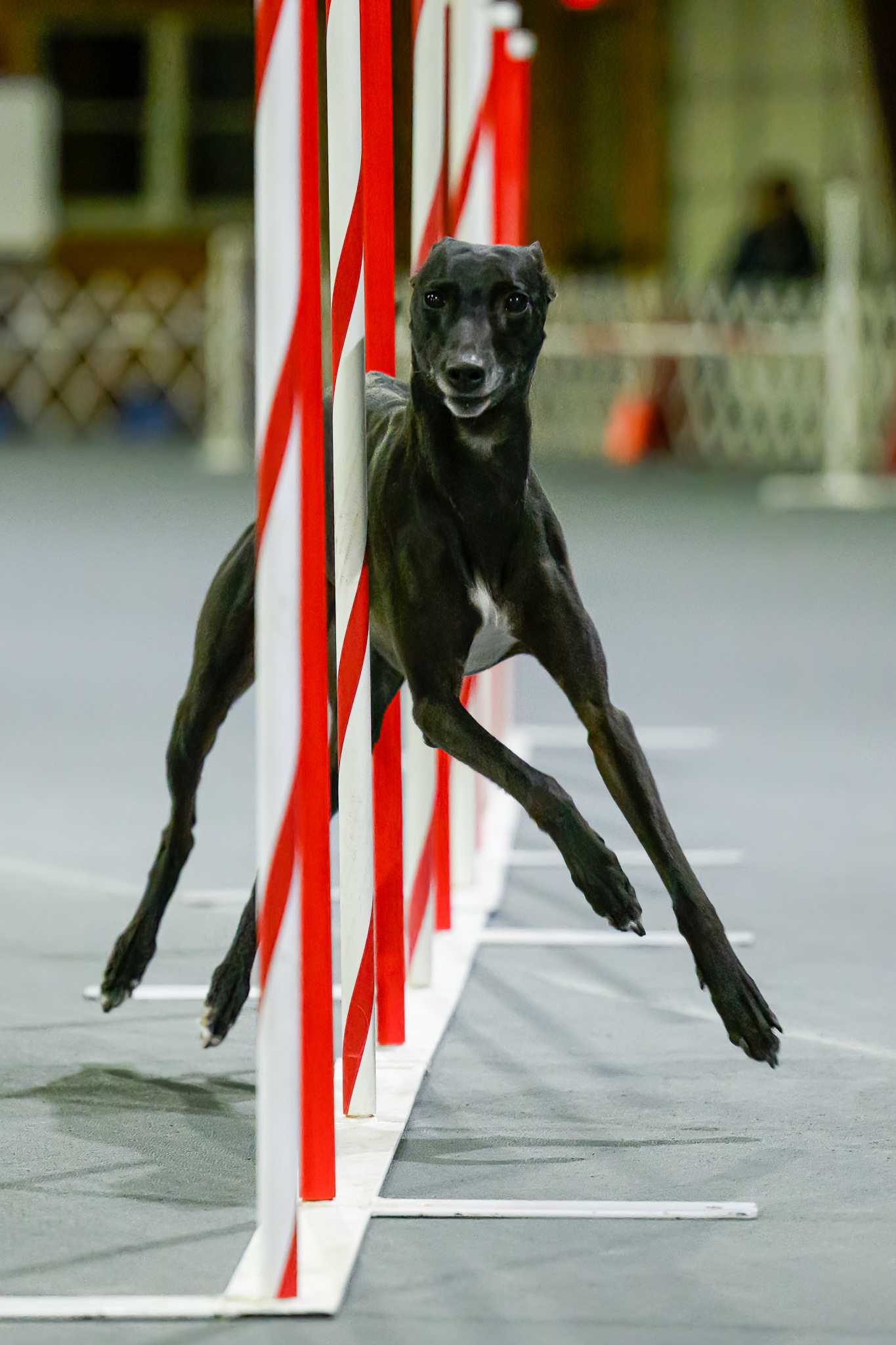 Local dogs bound for Westminster train at High Goal Farm