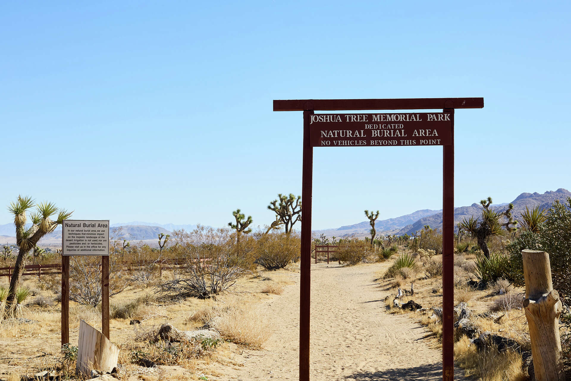 Hundreds of bodies are buried under this desert land in Joshua Tree