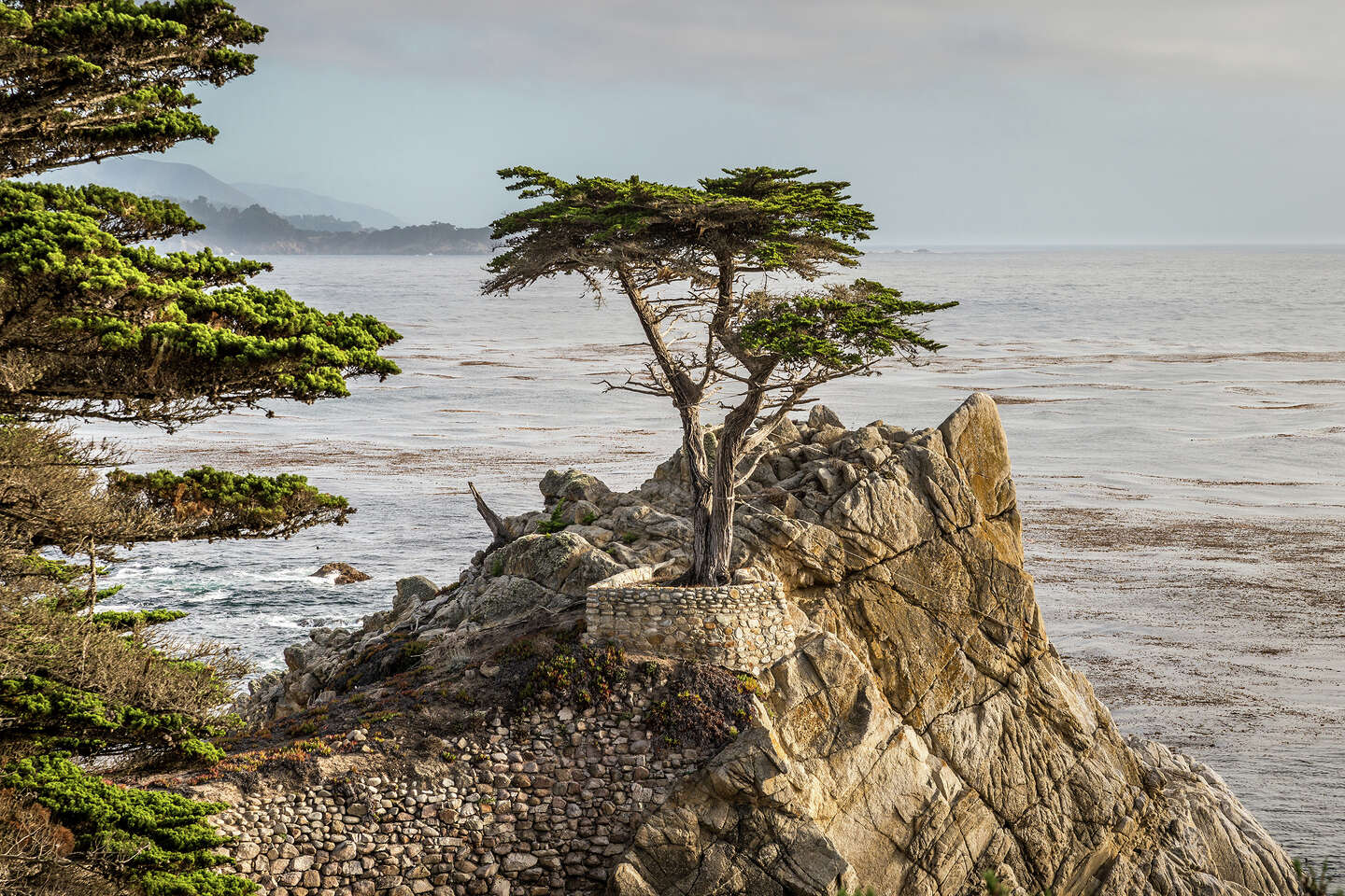 California's most photographed tree should be allowed to die