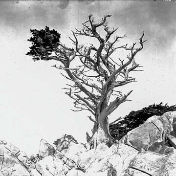 California's most photographed tree should be allowed to die