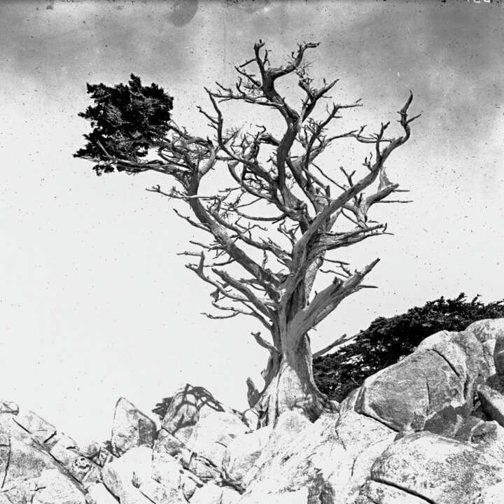 California's most photographed tree should be allowed to die