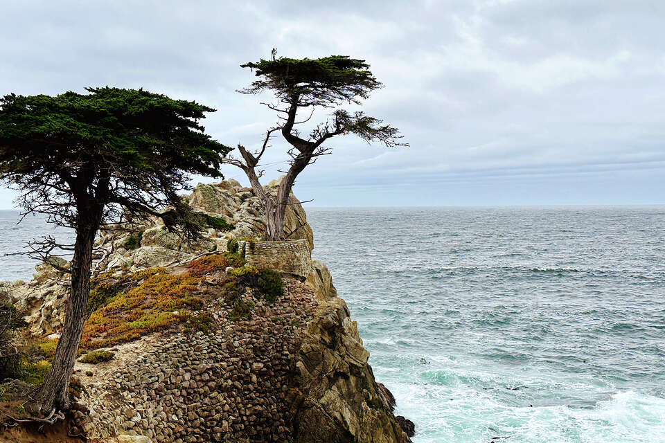 California's most photographed tree should be allowed to die