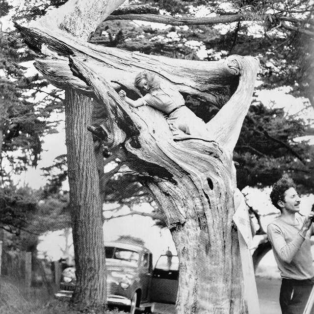 California's most photographed tree should be allowed to die