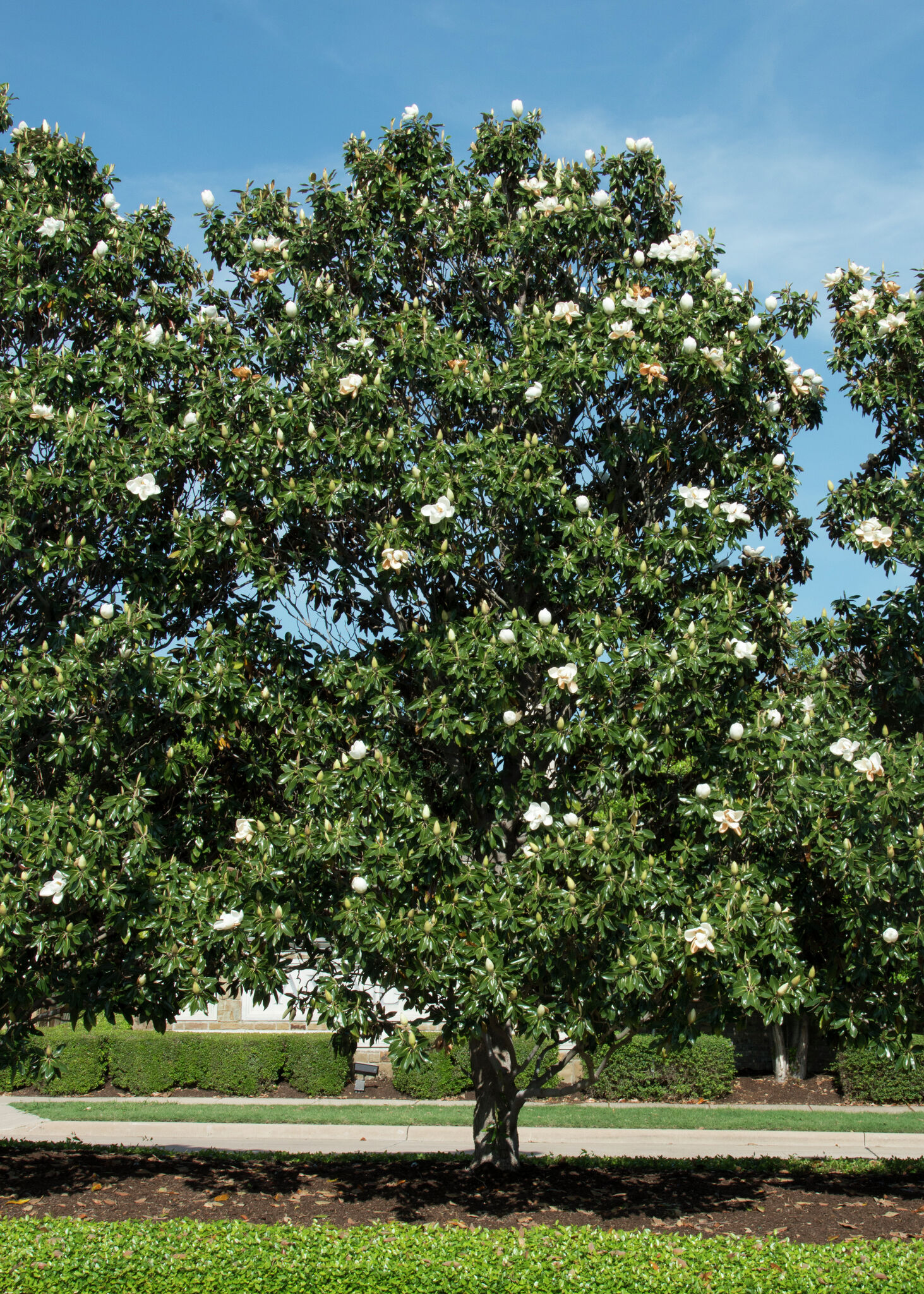 Neighbor's tree throwing shade on landscape