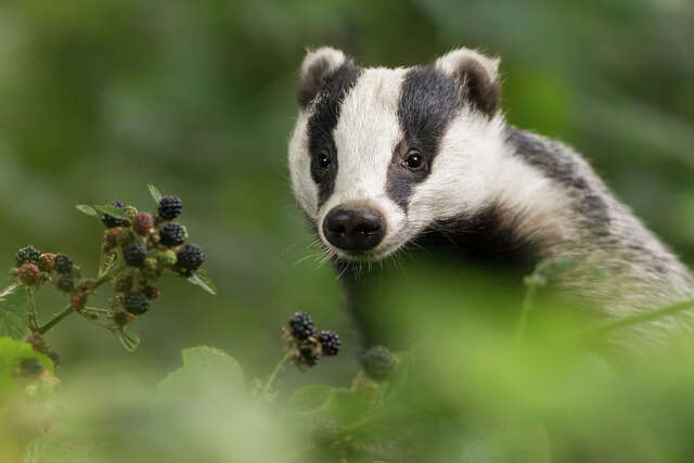 Groundhog Day explained: The folklore behind the tradition