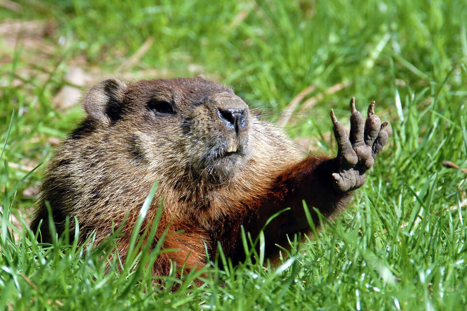 Groundhog Day explained: The folklore behind the tradition