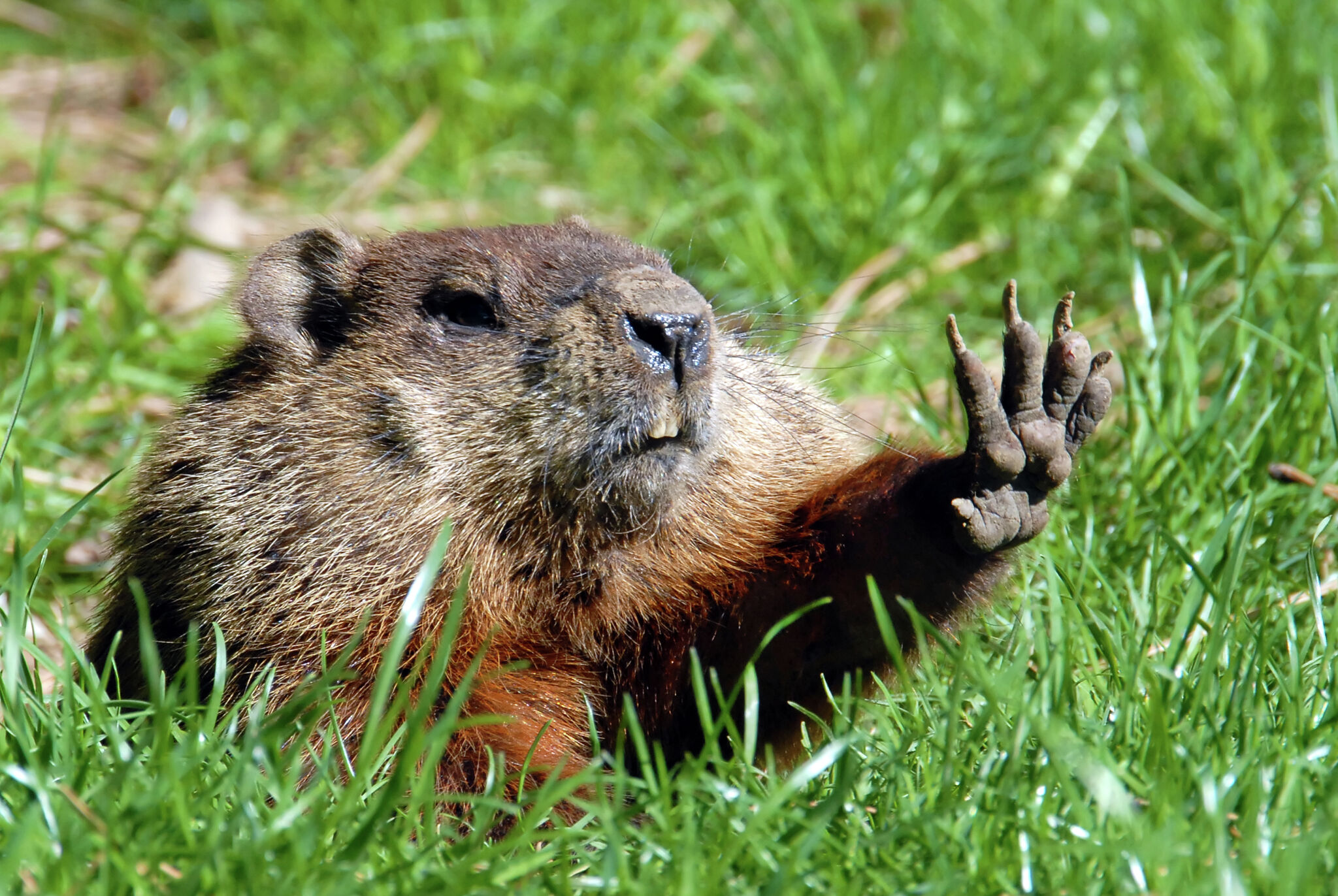 Groundhog Day explained: The folklore behind the tradition