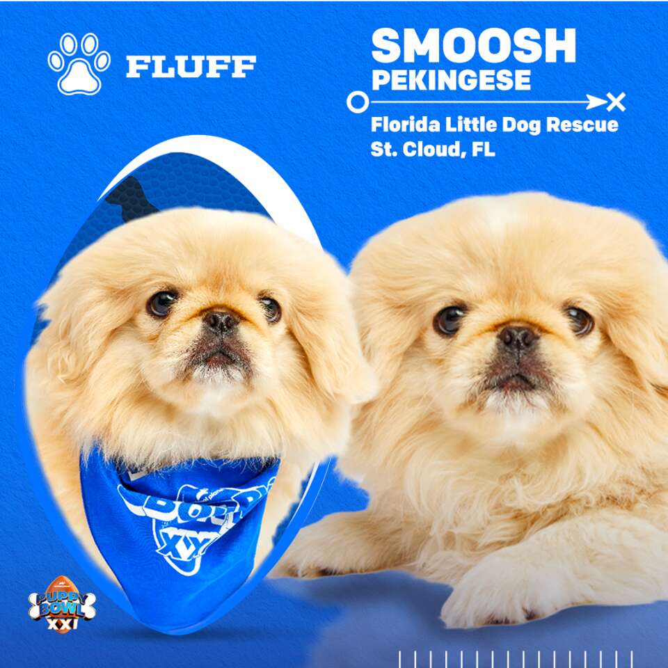 Puppy Bowl XXI: Here are the starters for Team Ruff and Team Fluff