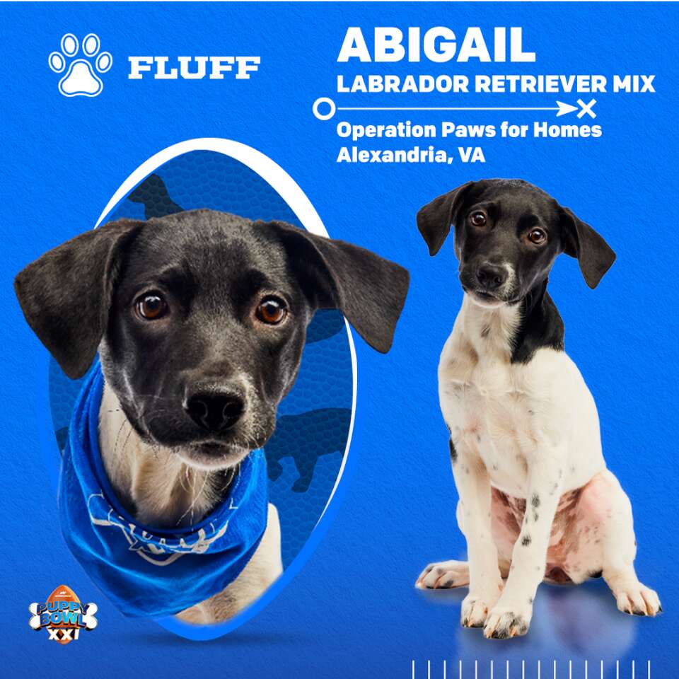 Puppy Bowl XXI: Here are the starters for Team Ruff and Team Fluff