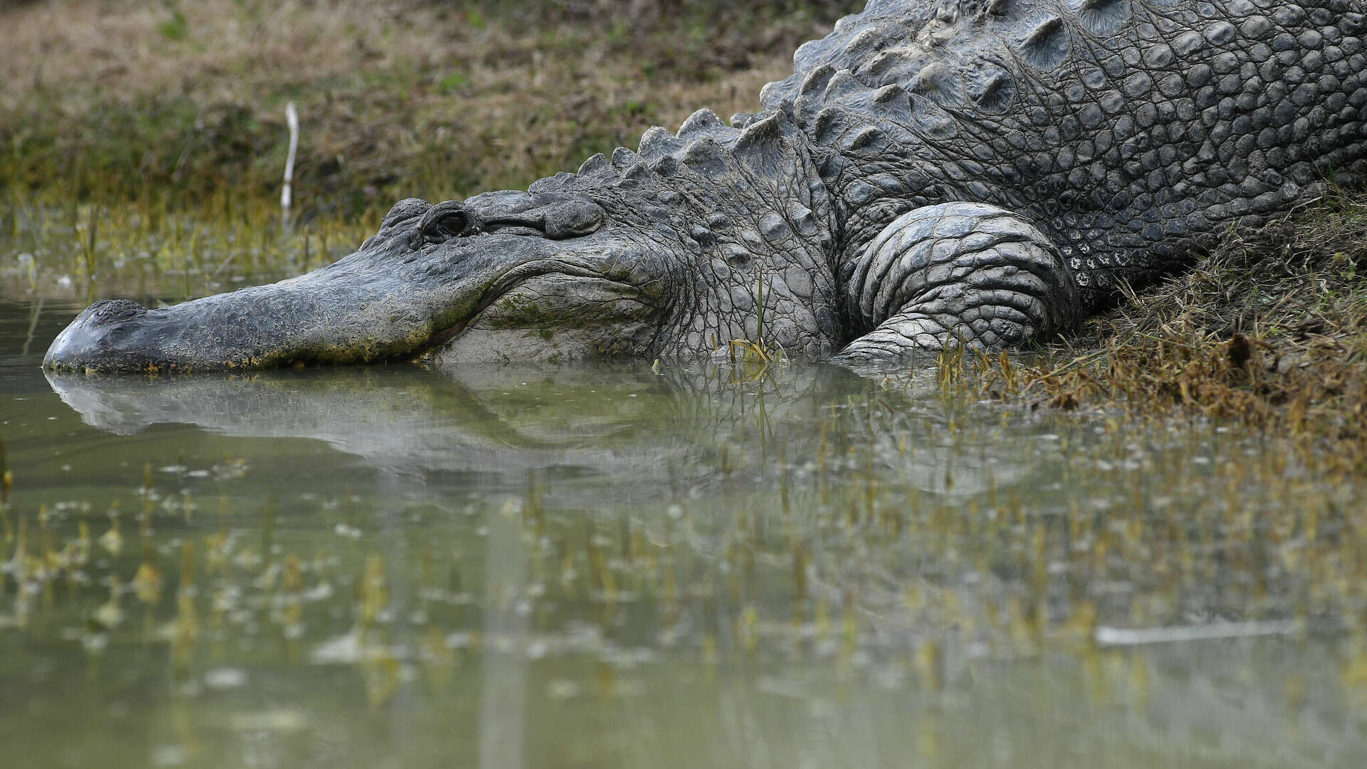 Big Al the Alligator is Texas' Punxsutawney Phil this Groundhog Day