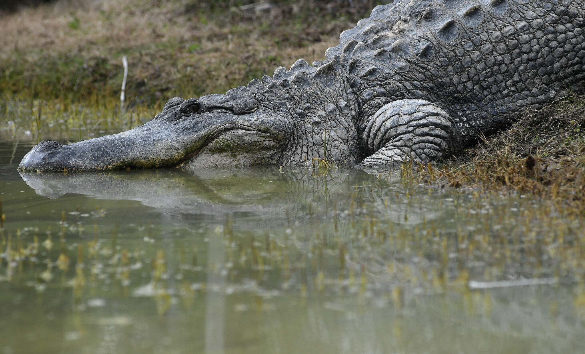 Big Al the Alligator is Texas' Punxsutawney Phil this Groundhog Day