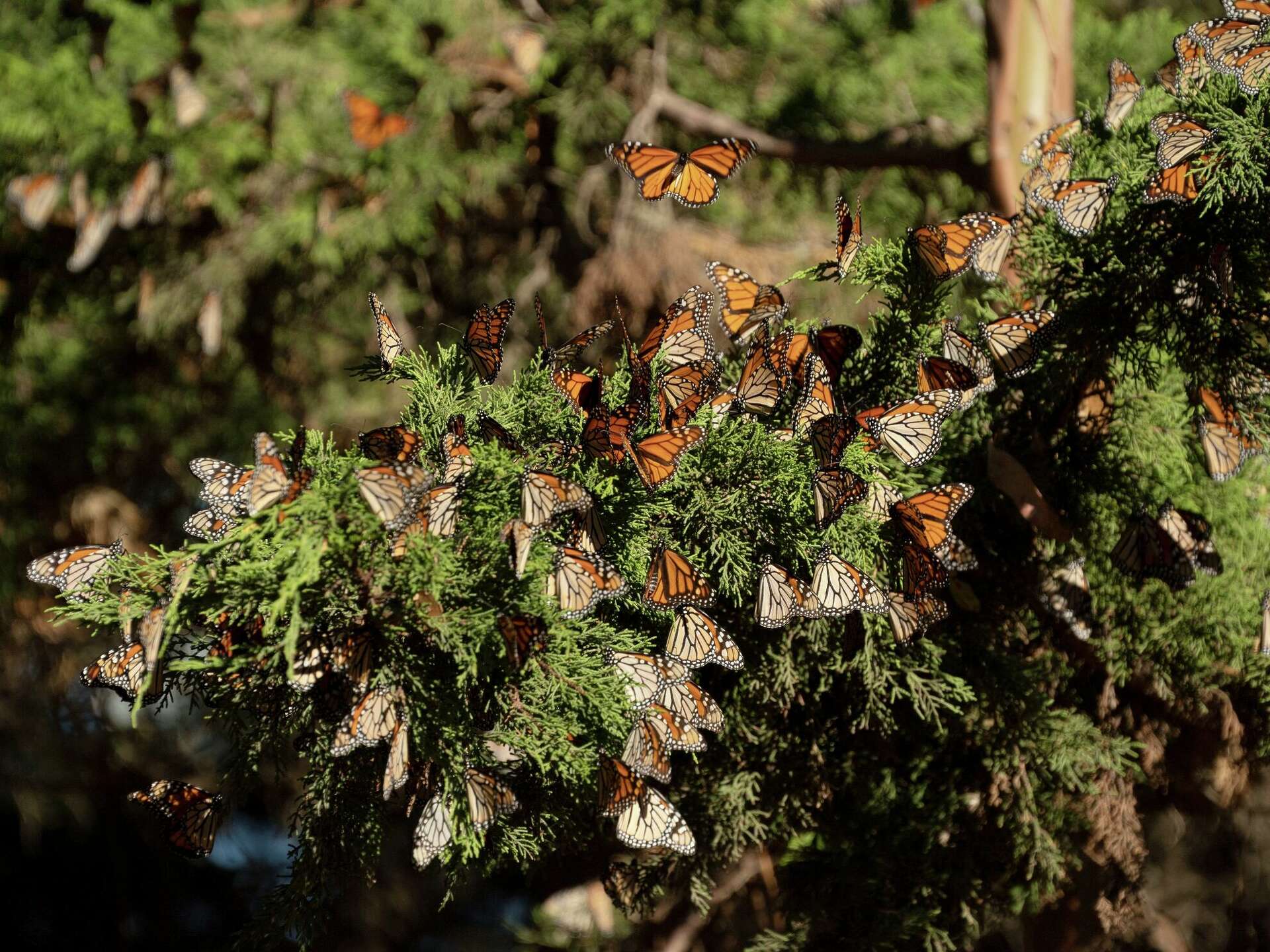 Famed species' population close to hitting all-time low in California